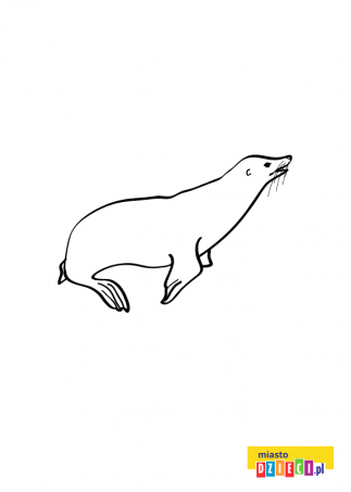 Kolorowanka - Foka
