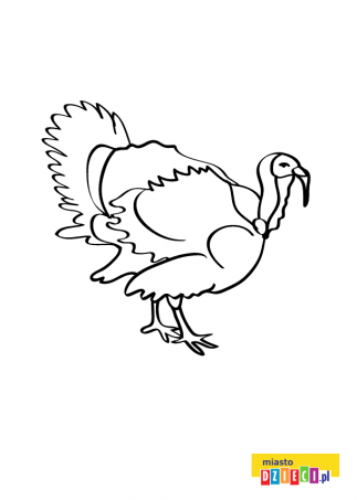 Kolorowanka - Indyk