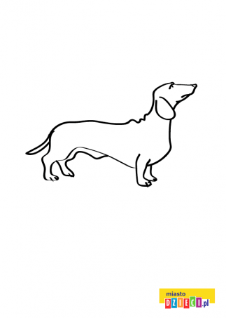 Kolorowanka - Jamnik