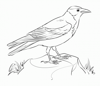 Ptaki – kolorowanki, malowanki dla dzieci do drukowania