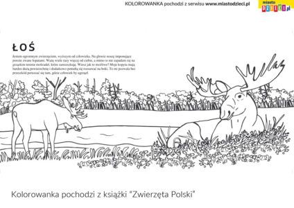 Kolorowanka z łosiami. Jeden leży a drugi się pasie. Zobacz kolorowanki ...