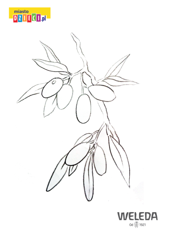 Oliwki do kolorowania. Kolorowanka do druku dla dzieci. Zdrowie natury ...